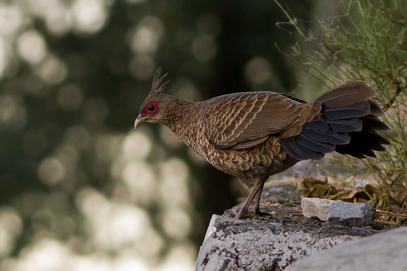 Pangot Kilbury Bird Sanctuary | Naina Devi Himalayan Bird Reserve